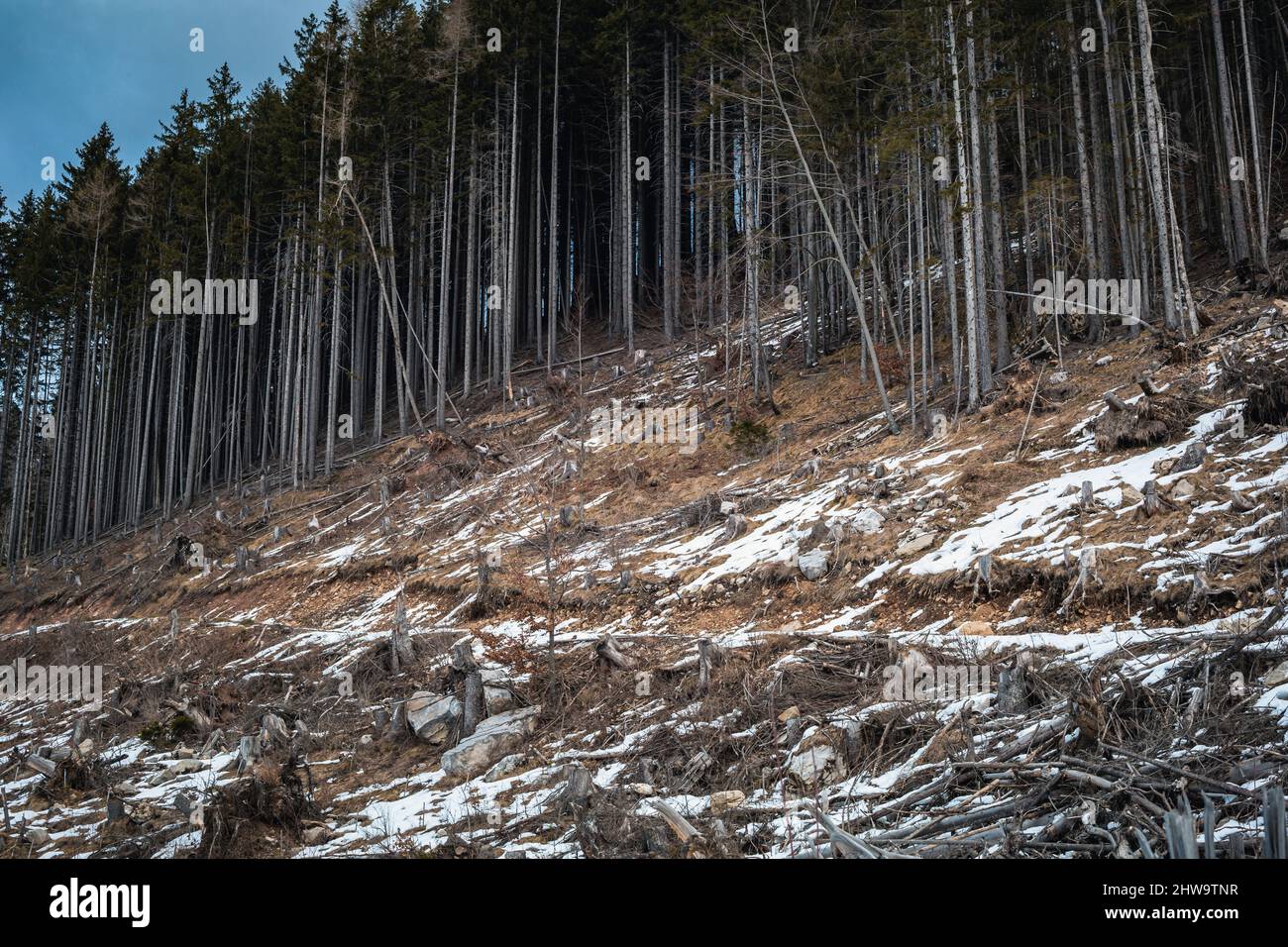 Clear cut mountain forest area, nature devastated by logging, and a ...