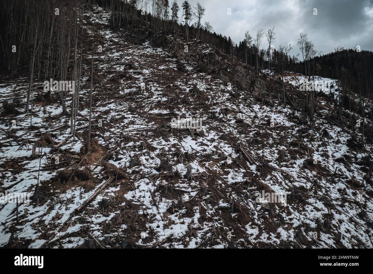 Clear cut mountain forest area, nature devastated by logging, and a ...