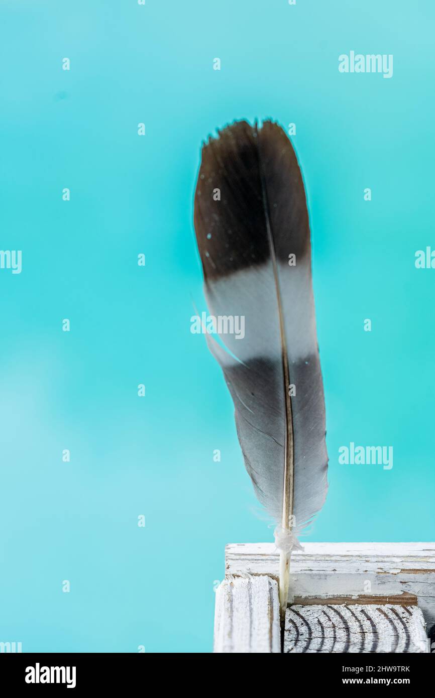 an isolated feather pitch on a white wood fence. beautiful blue ...