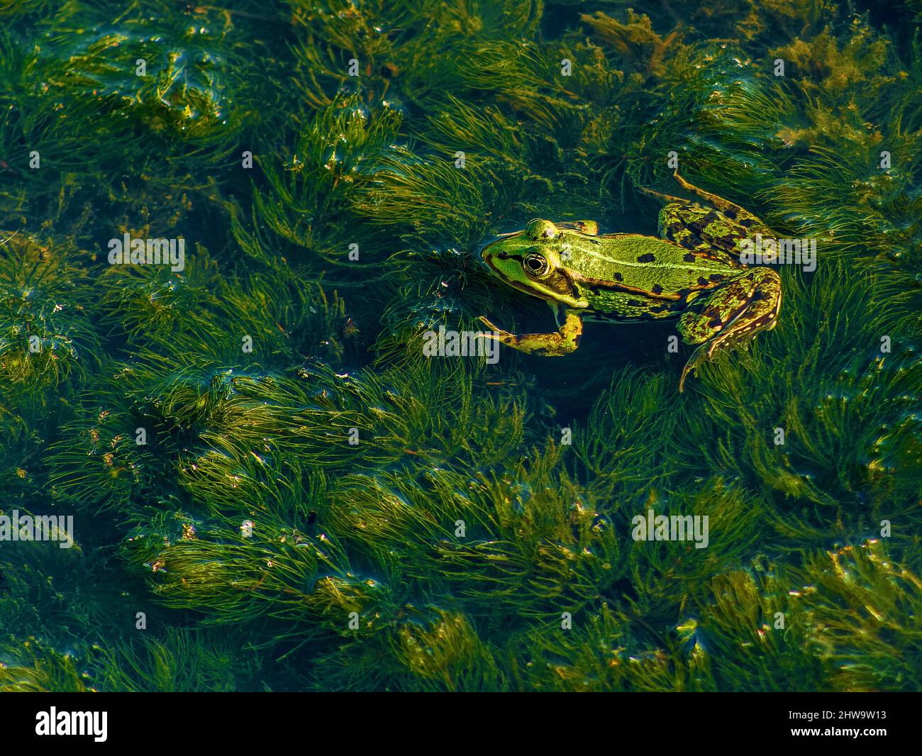 Green water frog on aquatic plants, place for the inscription left side ...