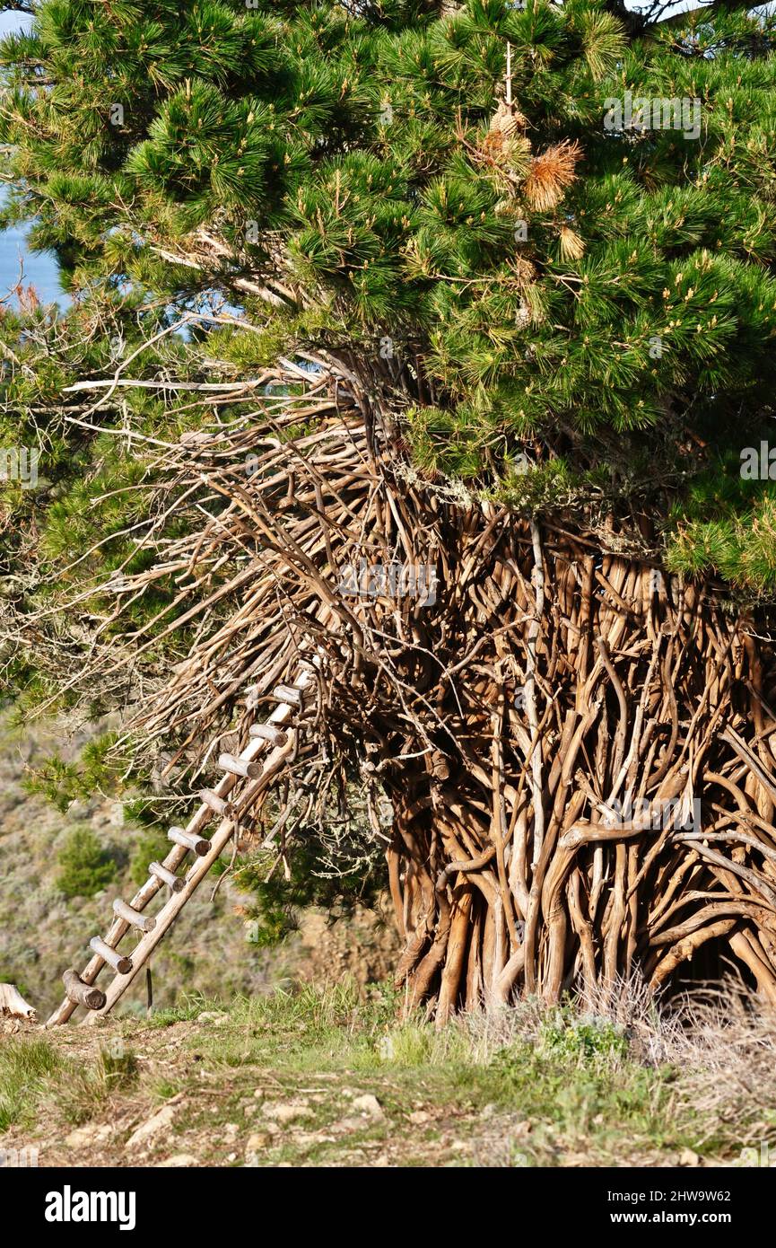 Treebones Twig Hut handmade with woven branches, built by a Big Sur ...