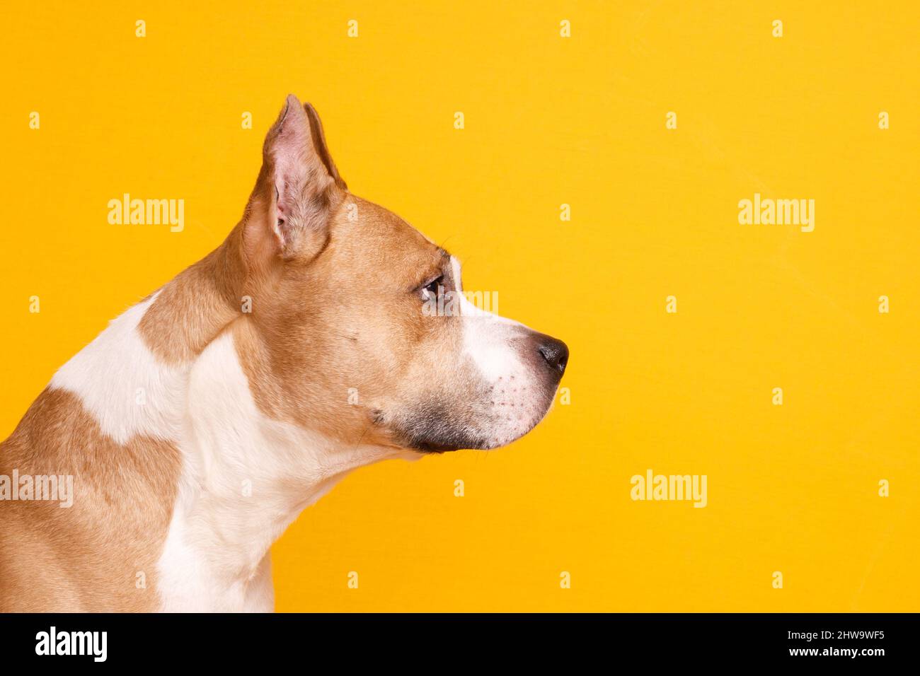dog American Staffordshire Terrier tilted his head to one side on a ...