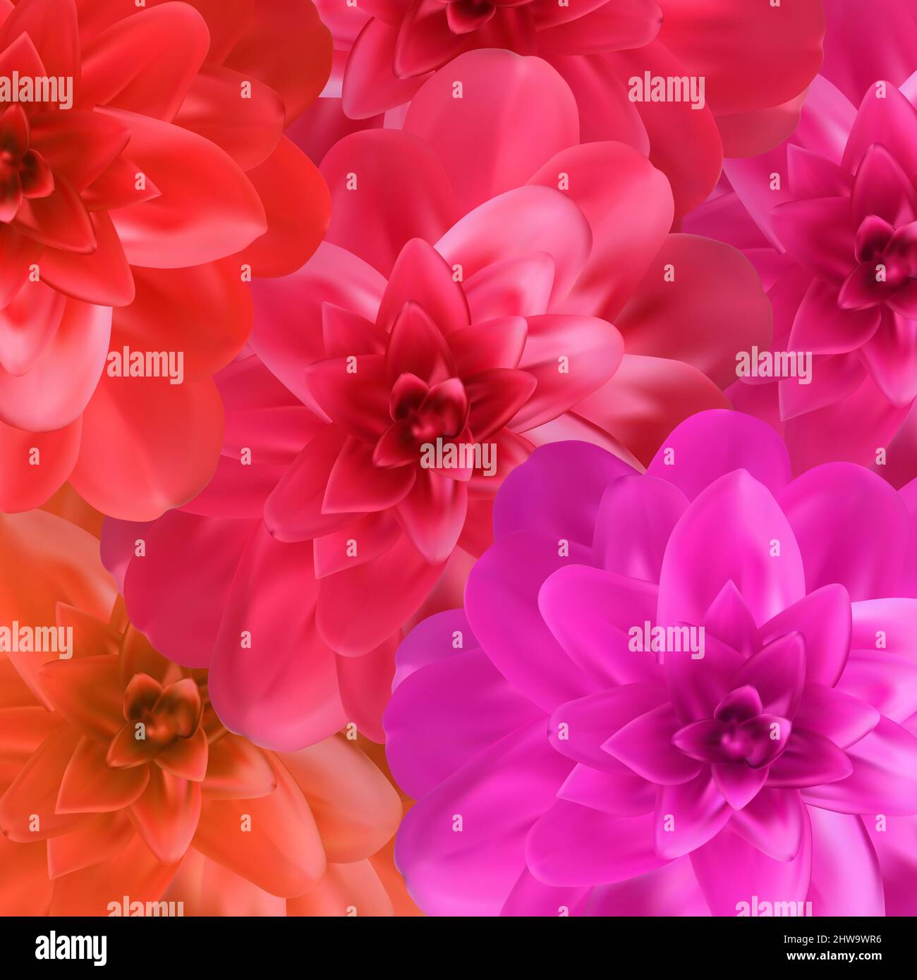 Colorful naturalistic blossoming pink, orange, red camellia flower on ...