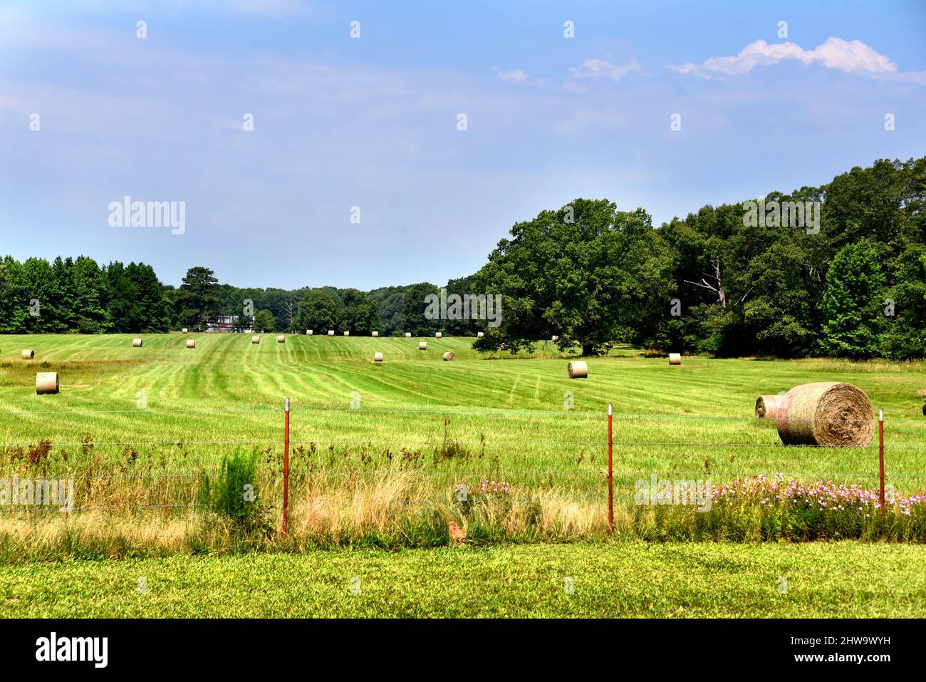 Arkansas farmland has harvested round hay bales laying in field ready ... Arkansas farmland has harvested round hay bales laying in field ready ...