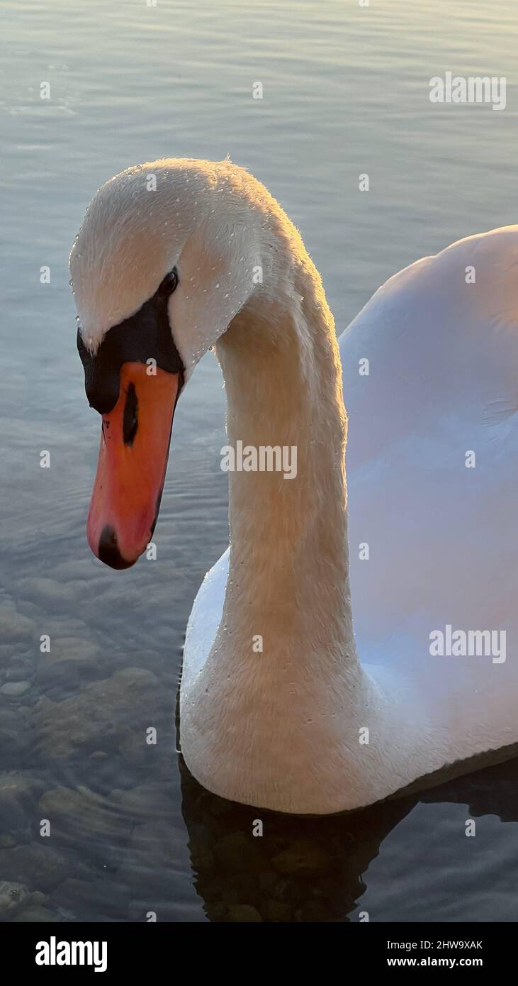 Vertical shot of a white swan swimming in a lake Stock Photo - Alamy