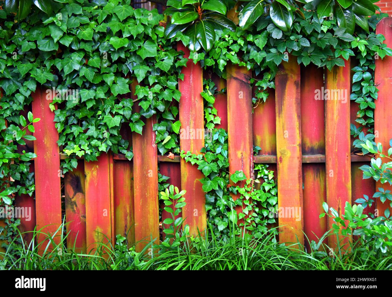 Red wooden fence is covered in ivy and tall grass. Wood is painted red ...