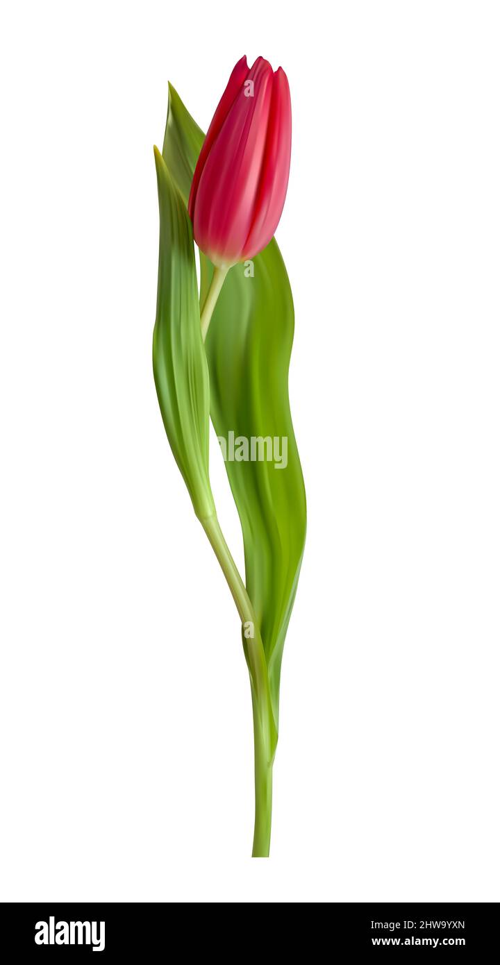 Realistic 3D Tulip Flower Isolated on White Background. Illustration ...