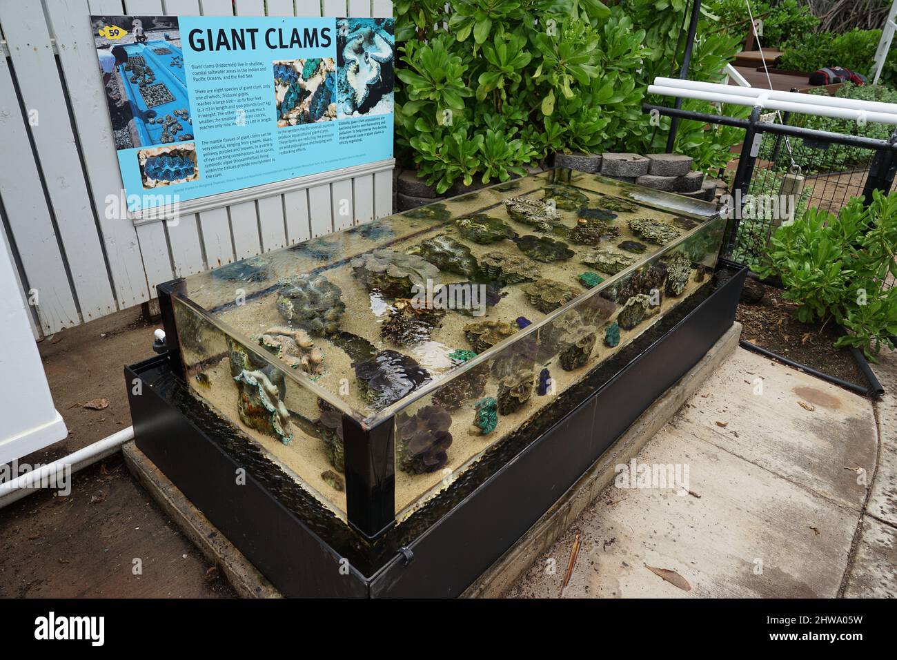 Giant clams at the Waikiki Aquarium in Oahu, Hawaii Stock Photo - Alamy