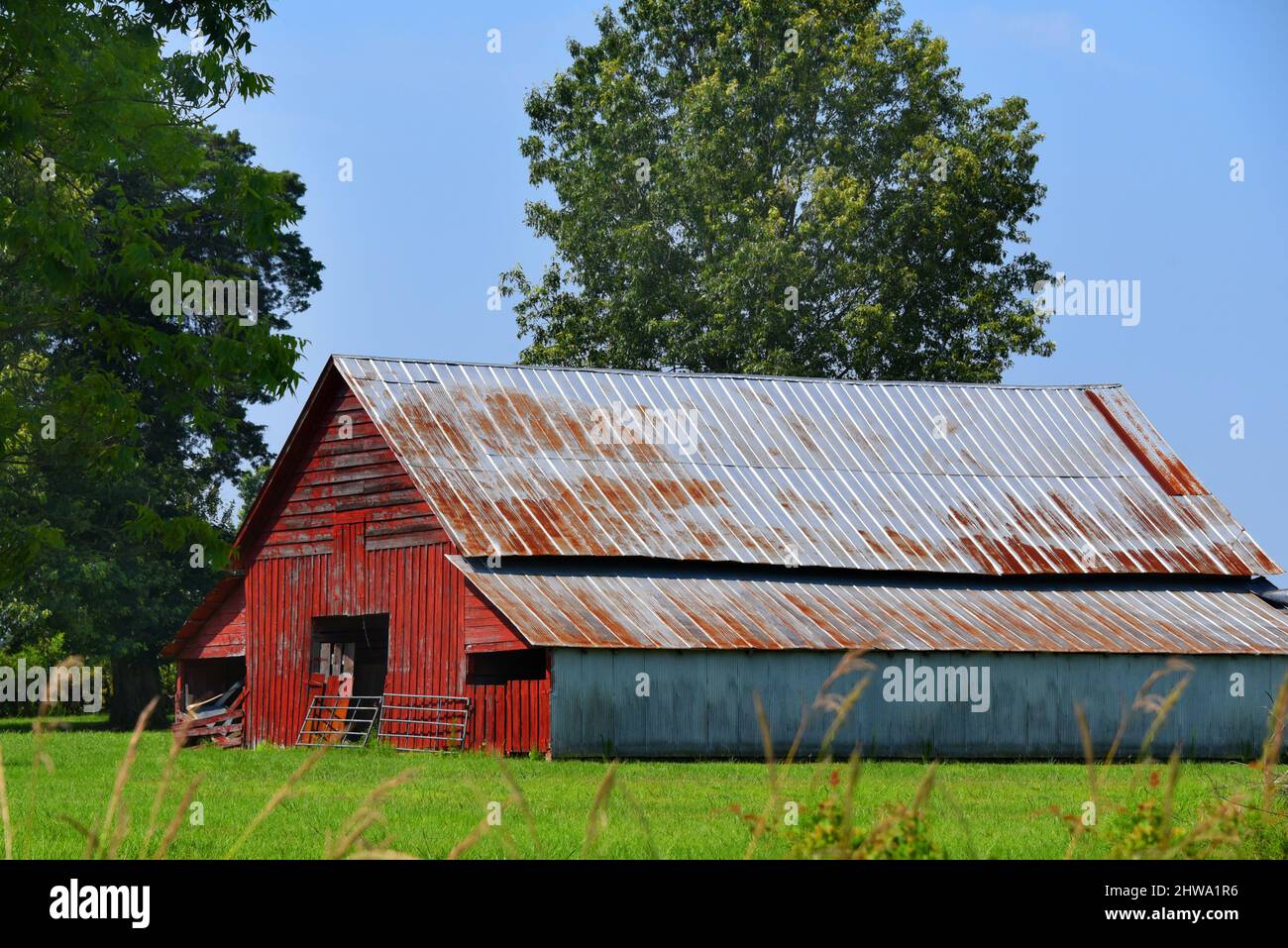 Red, wooden barn has rusting tin roof. Summer, green grass surrounds ...