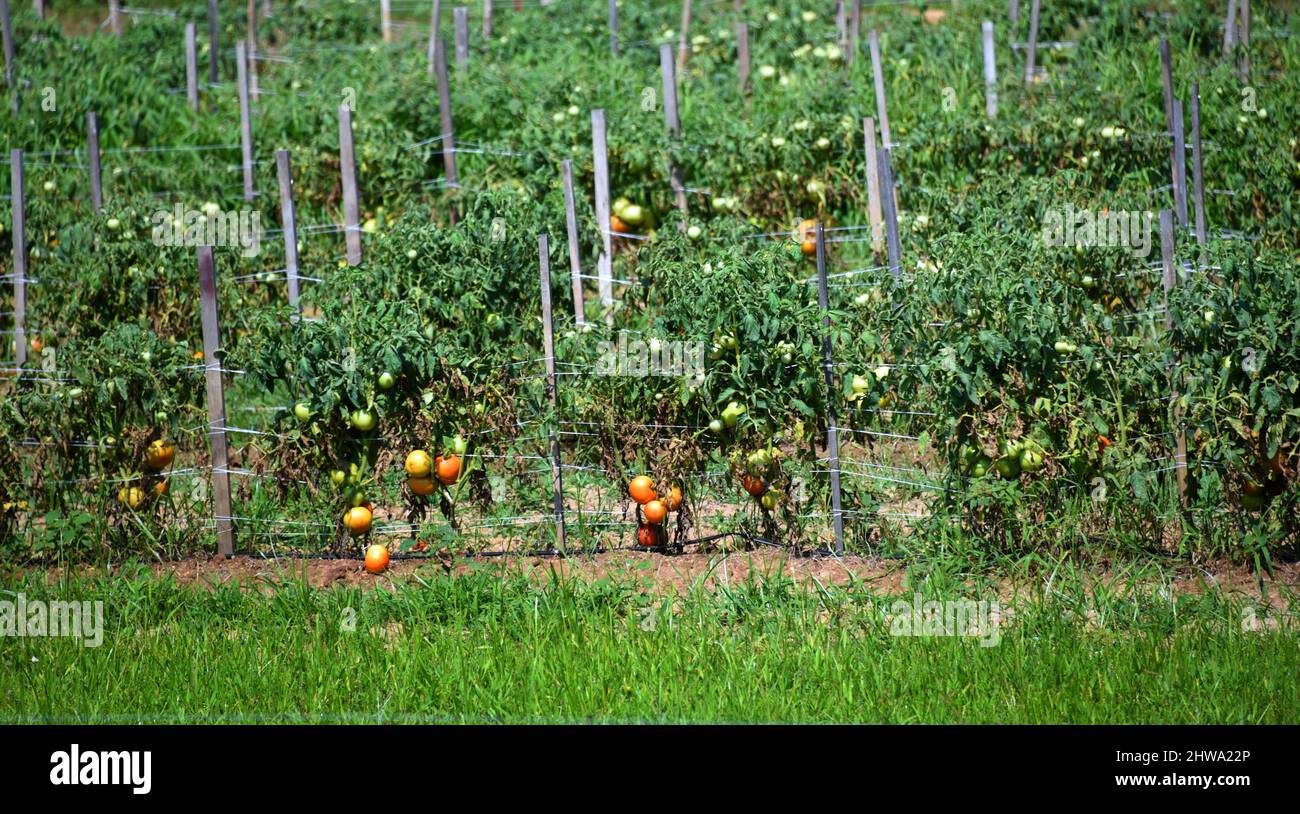 Crop of tomatoes ripen on the vine. There are rows of tomatoes on the ...