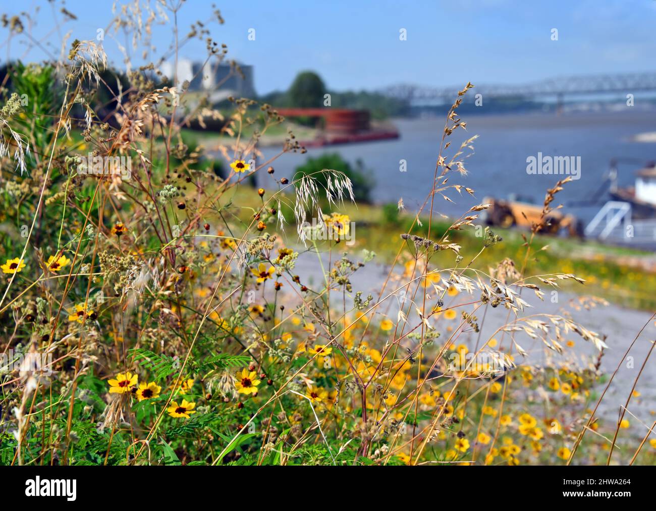Wildflowers frame the Memphis riverfront scenery. Mississippi River is ...