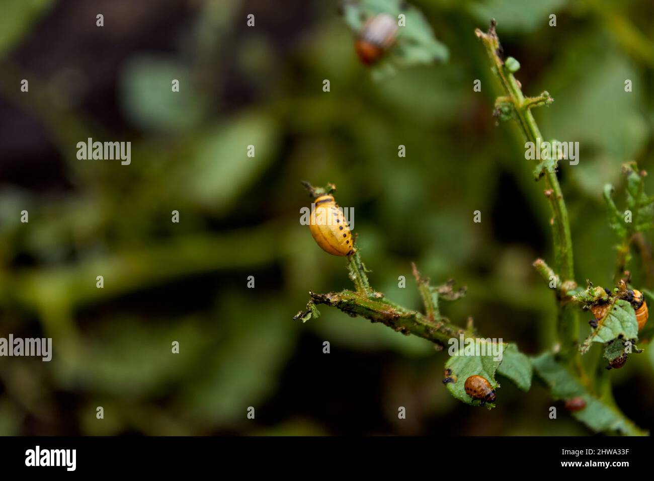 Red larvae hi-res stock photography and images - Alamy