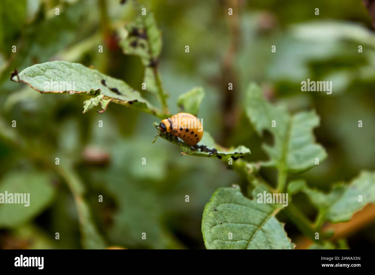 Red larvae hi-res stock photography and images - Alamy