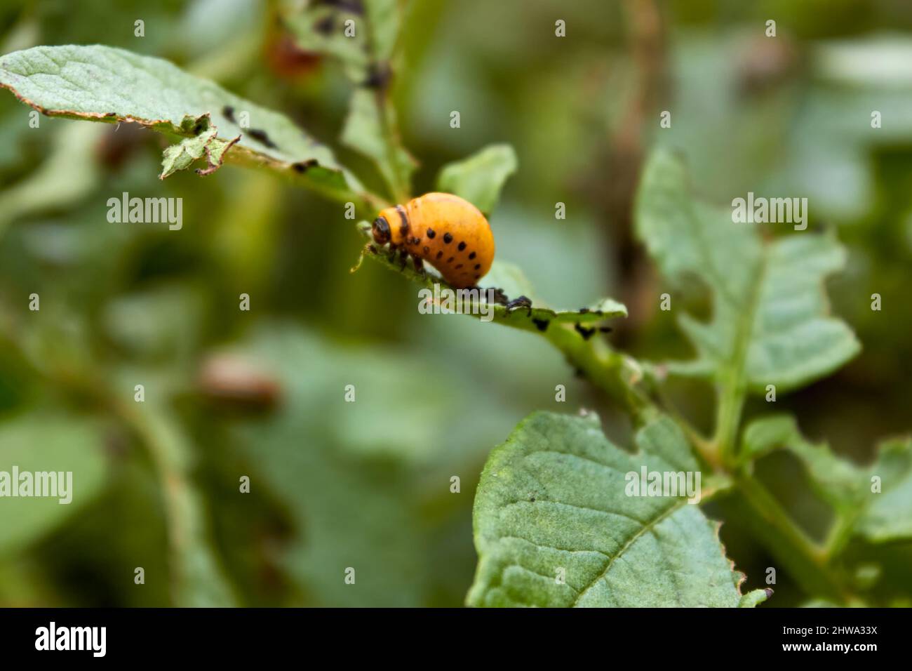 Pests of agricultural crops and vegetables. Red larvae of Colorado ...