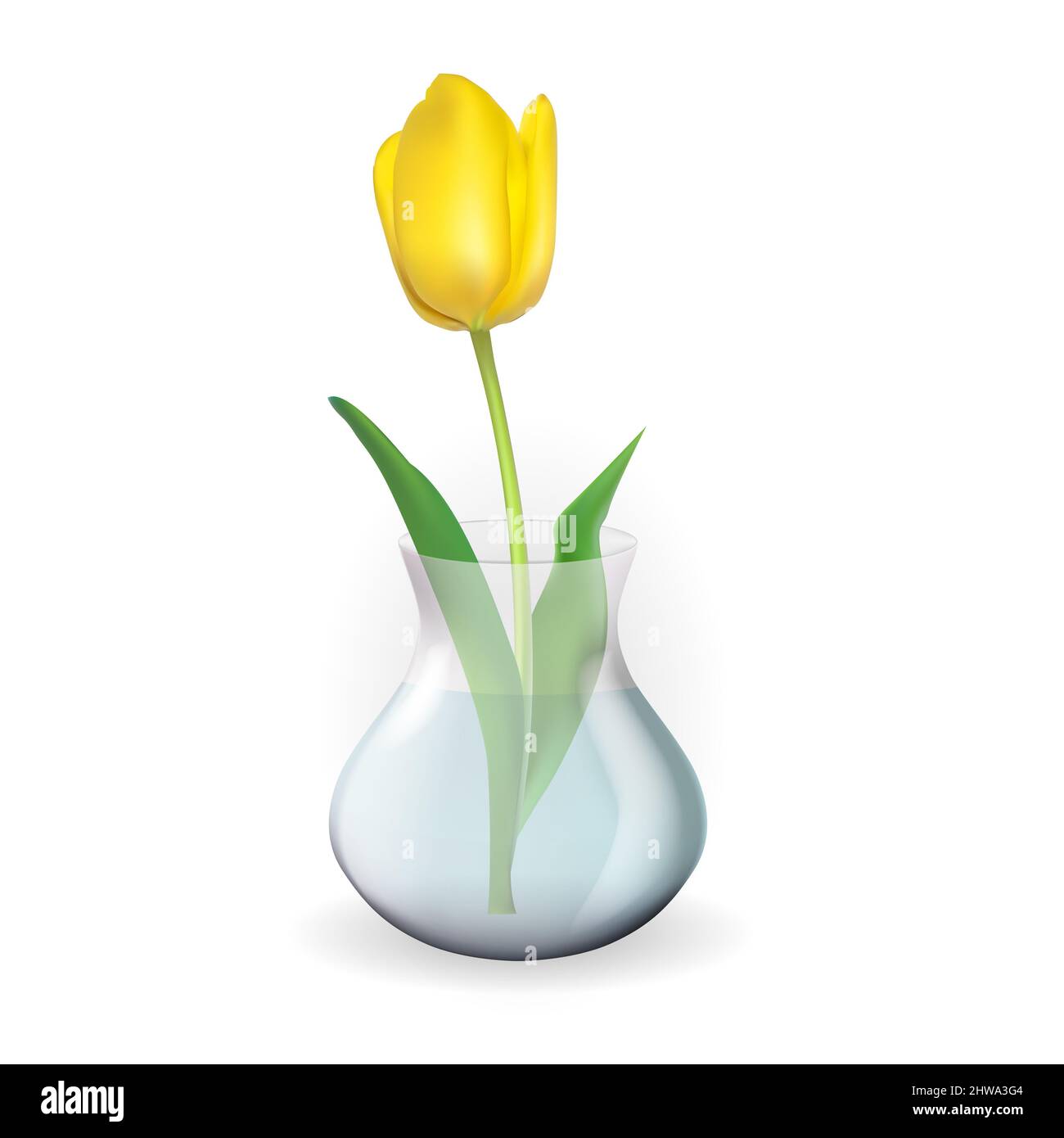 Realistic 3d glass transparent Vase with Tulips Flower. Design element ...