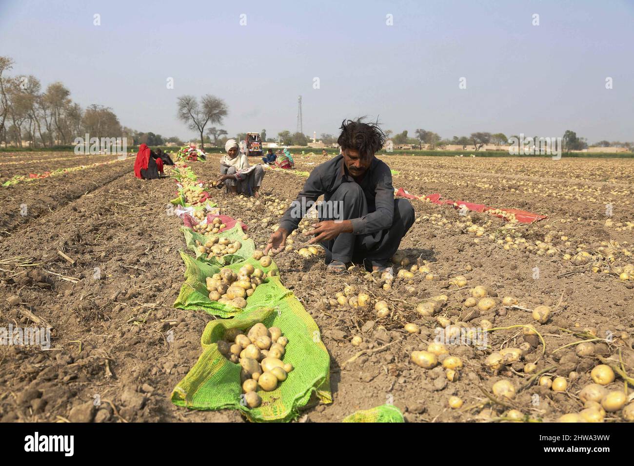 Pakpattan, Pakistan. 4th Mar, 2022. Farmers harvest potatoes in a field ...