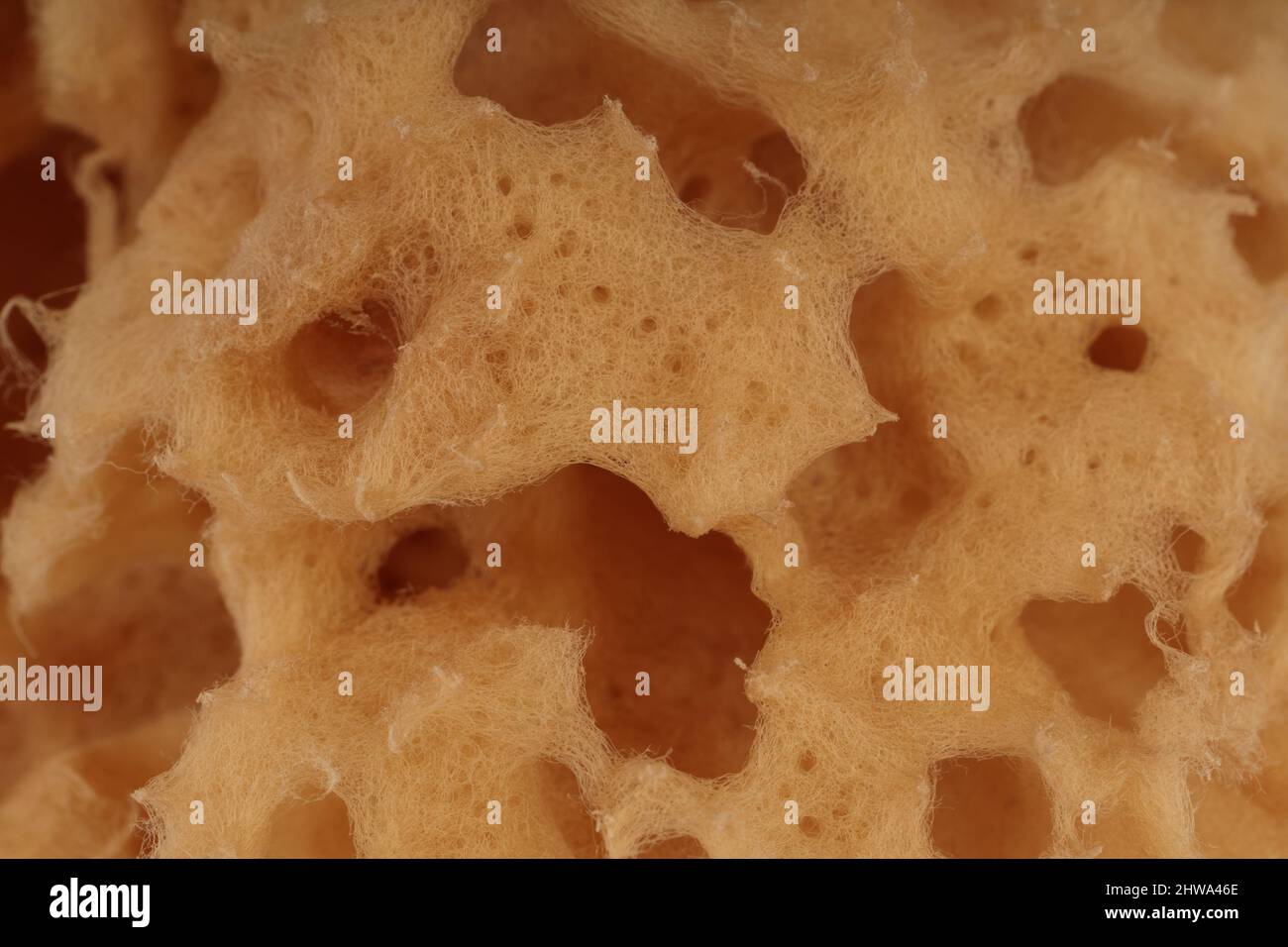 Texture of a natural sea sponge. High-resolution seamless texture Stock ...