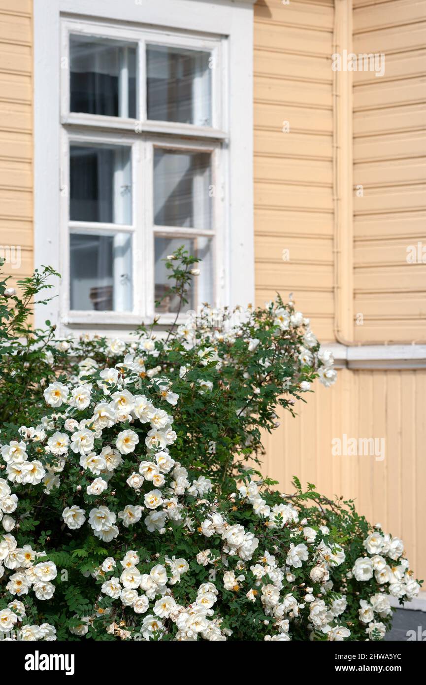 White burnet rose, Rosa pimpinellifolia in full bloom Stock Photo - Alamy