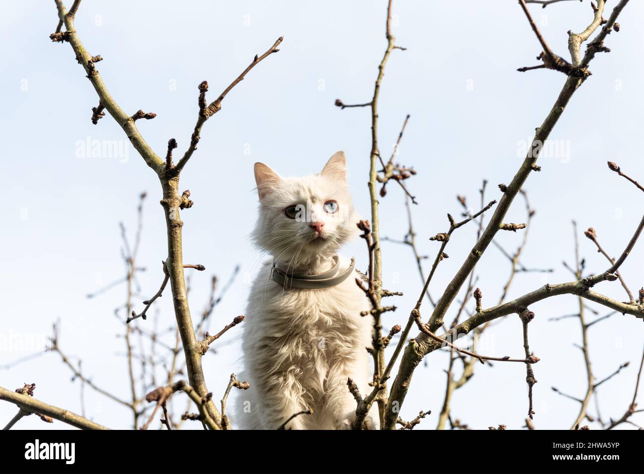 cat up a tree. high key image Stock Photo - Alamy