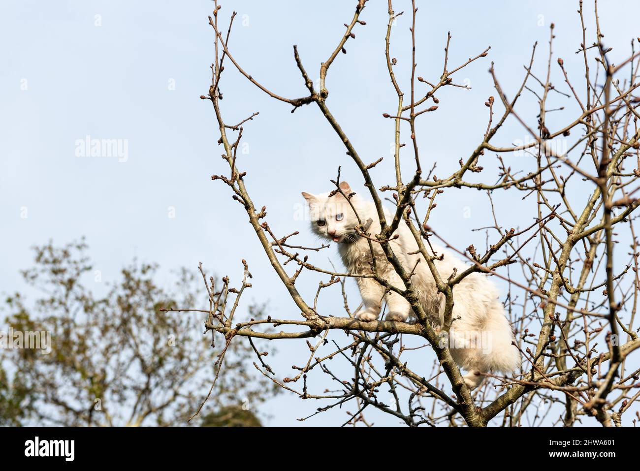 cat up a tree. high key image Stock Photo - Alamy