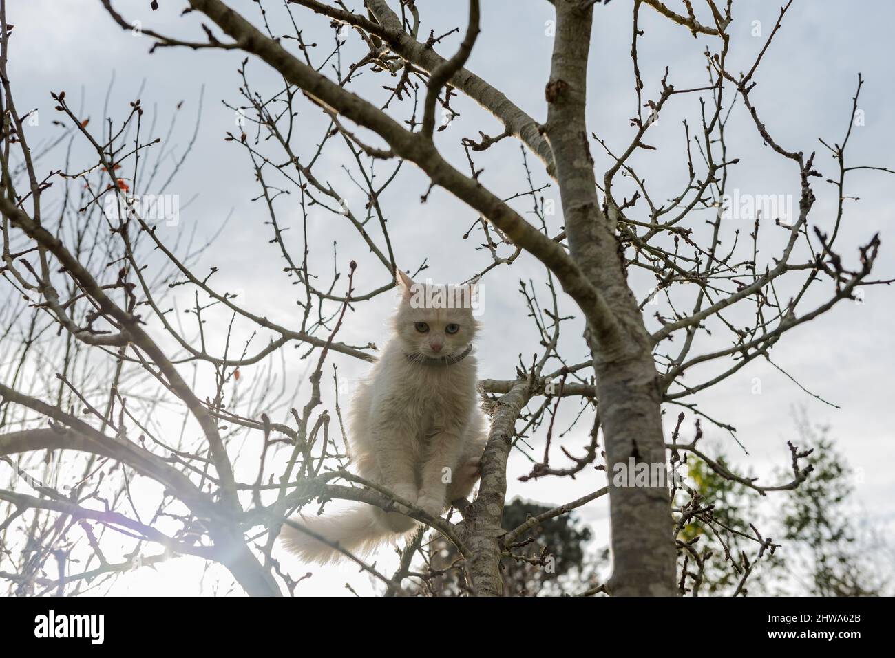 cat up a tree. high key image Stock Photo - Alamy