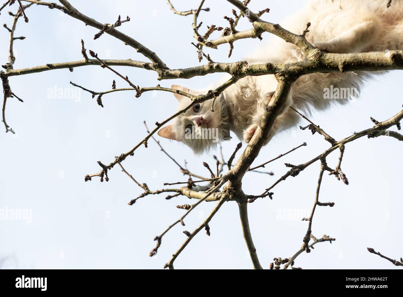cat up a tree. high key image Stock Photo - Alamy