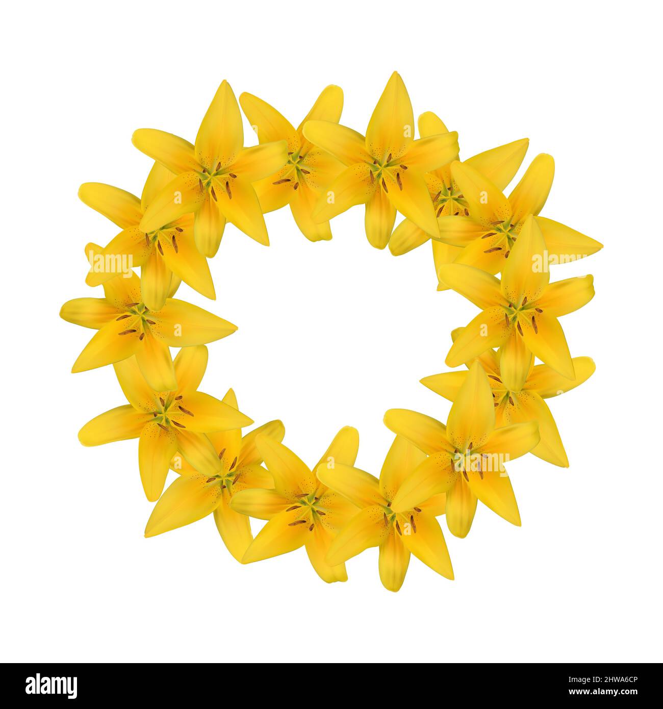 Yellow naturalistic lily flower on white in the shape of a circle ...