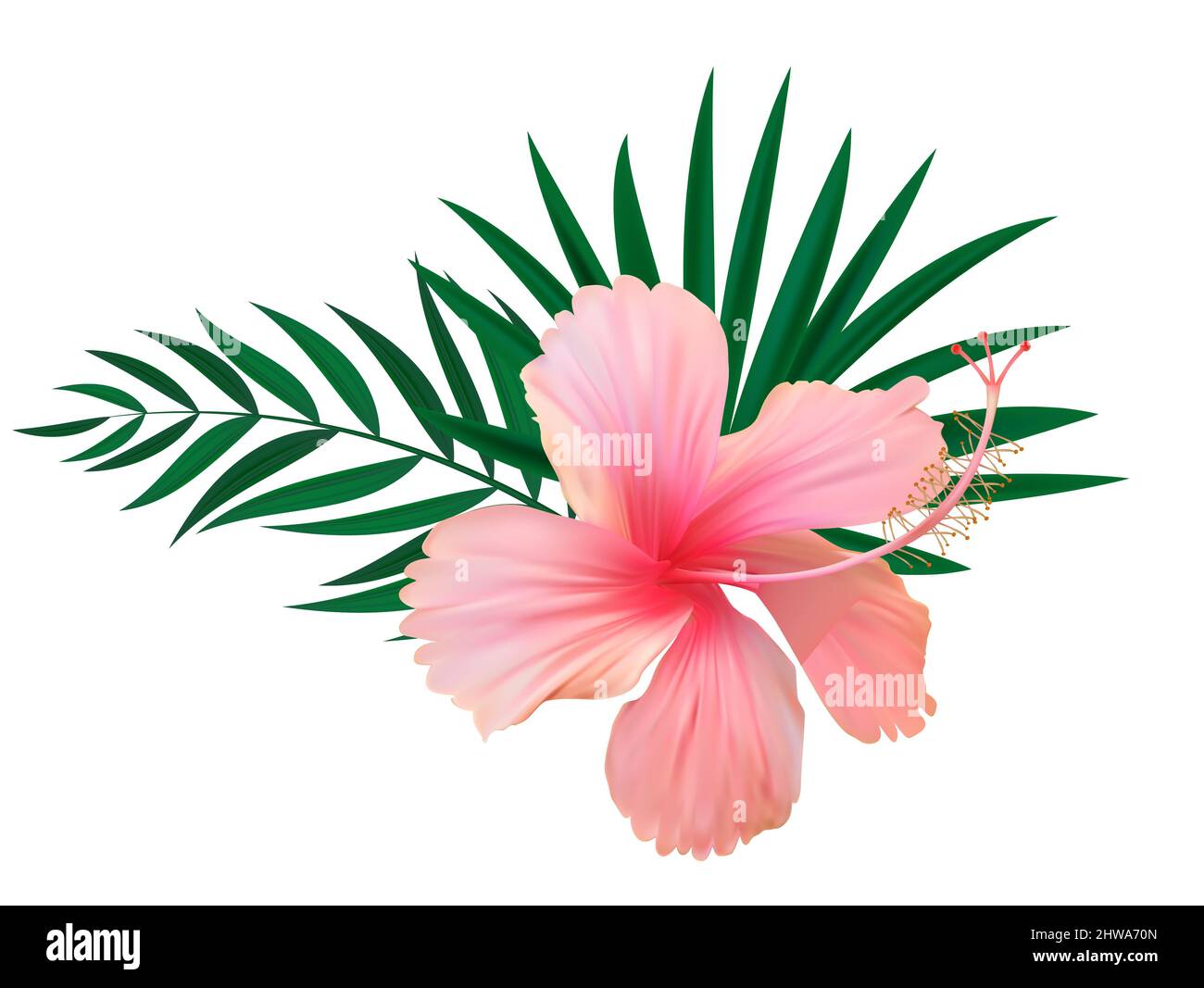 Pink hibiscus flower with palm leaves isolated on white background ...