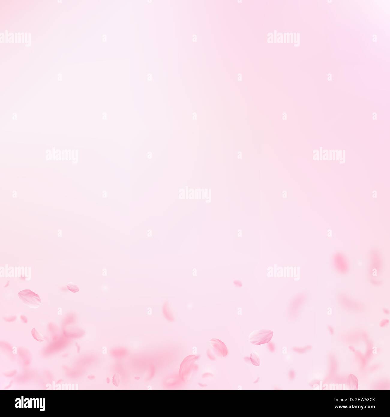 Sakura petals falling down. Romantic pink flowers gradient. Flying ...
