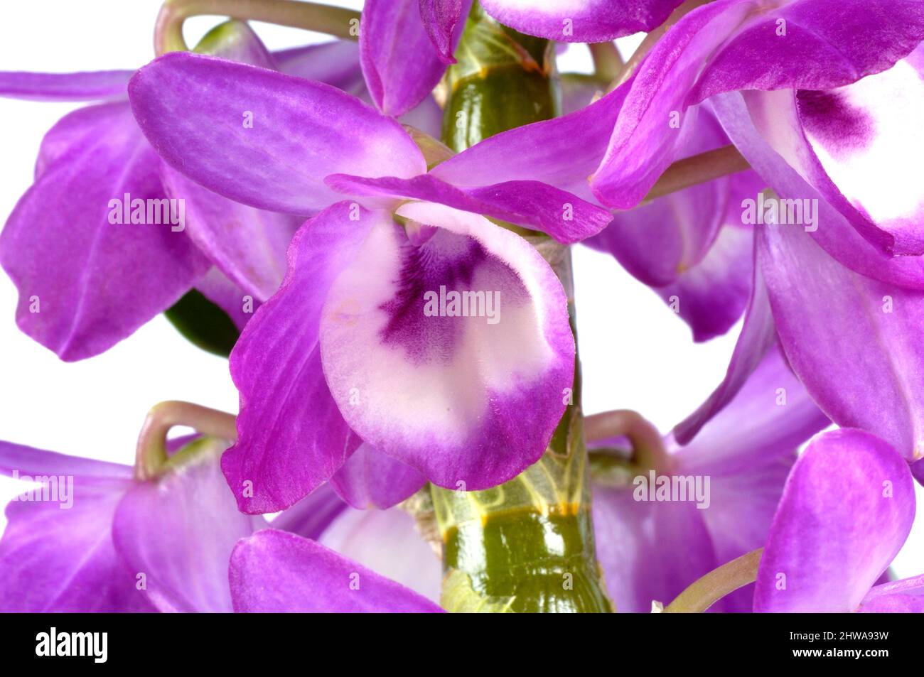 antelope orchid (Dendrobium 'Berry Oda', Dendrobium Berry Oda), flower ...