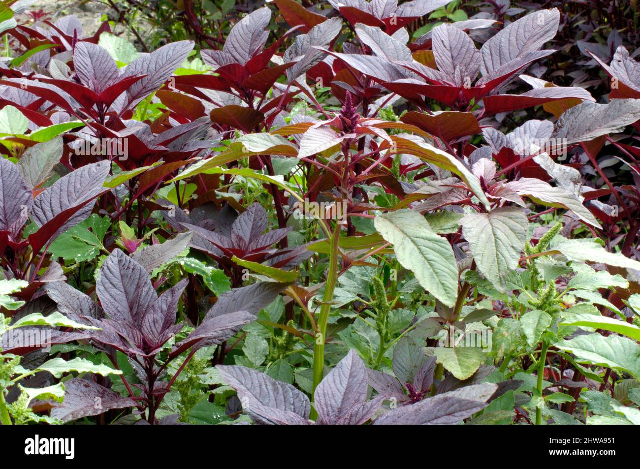 Prince-of-Wales feather, prince's-feather (Amaranthus hypochondriacus ...