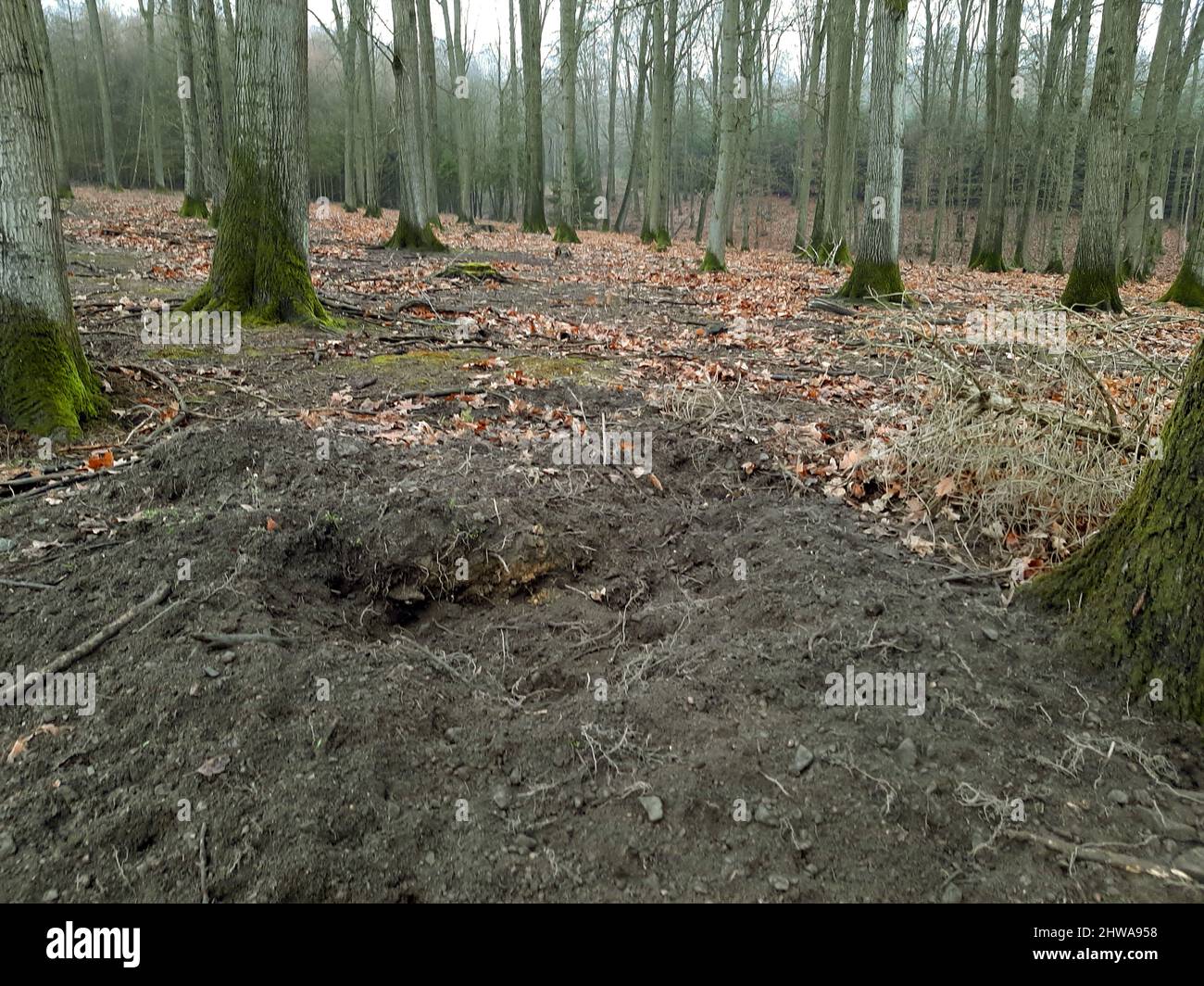 wild boar, pig, wild boar (Sus scrofa), wild boars rooted the forest ...