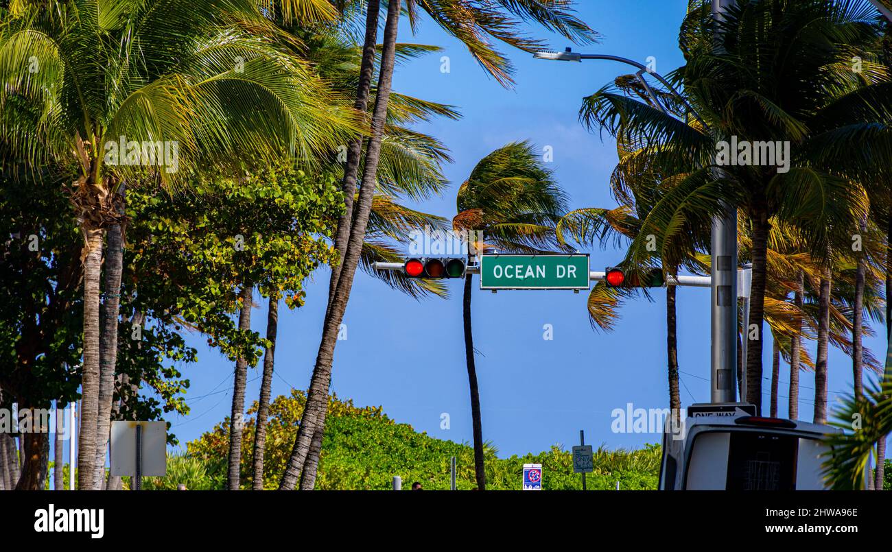 Amazing palm trees of South Beach Miami - typical background Stock ...