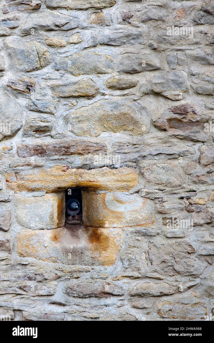 wood pigeon (Columba palumbus), perched in a wall slit, Germany Stock ...