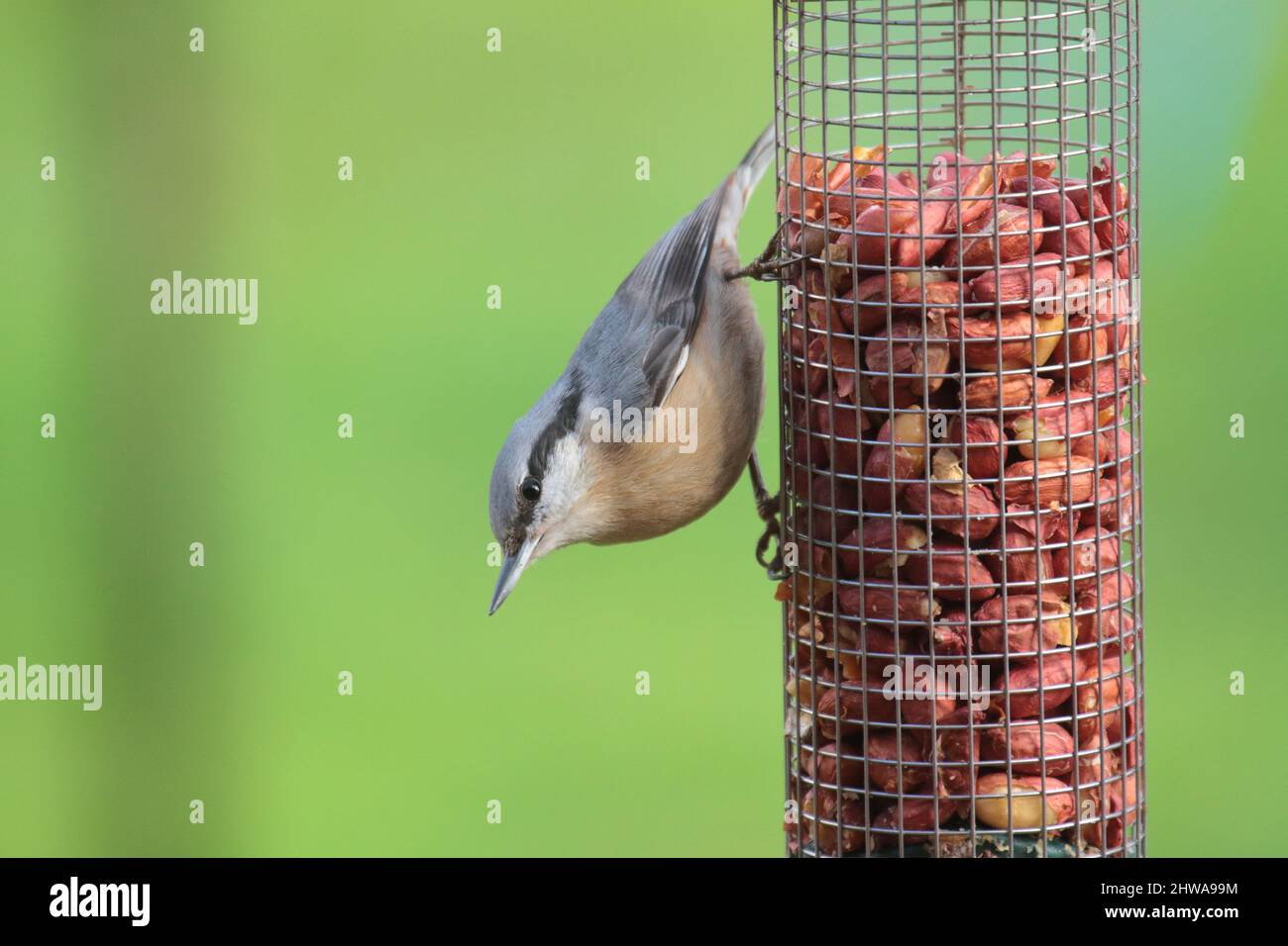 Eurasian nuthatch on green background Stock Photo - Alamy