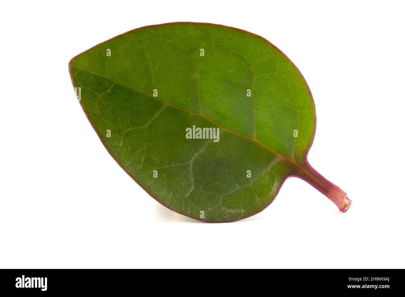 Indian Spinach, Malabar Nightshade, Vine Spinach, Slippery Vegetable ...