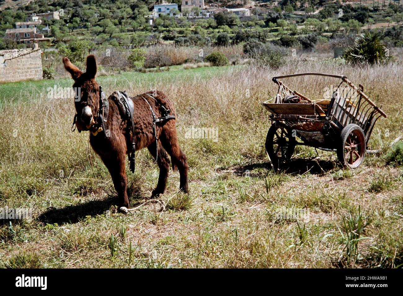Female Donkey In Spanish