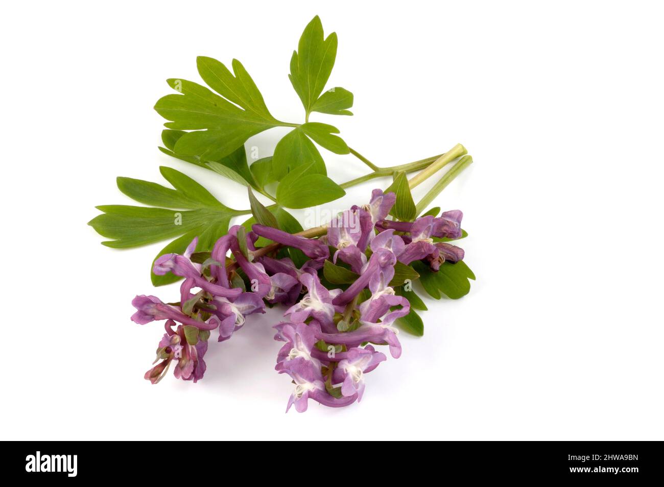 Solid-tubered corydalis, Bird in a Bush, Fumewort (Corydalis solida ...