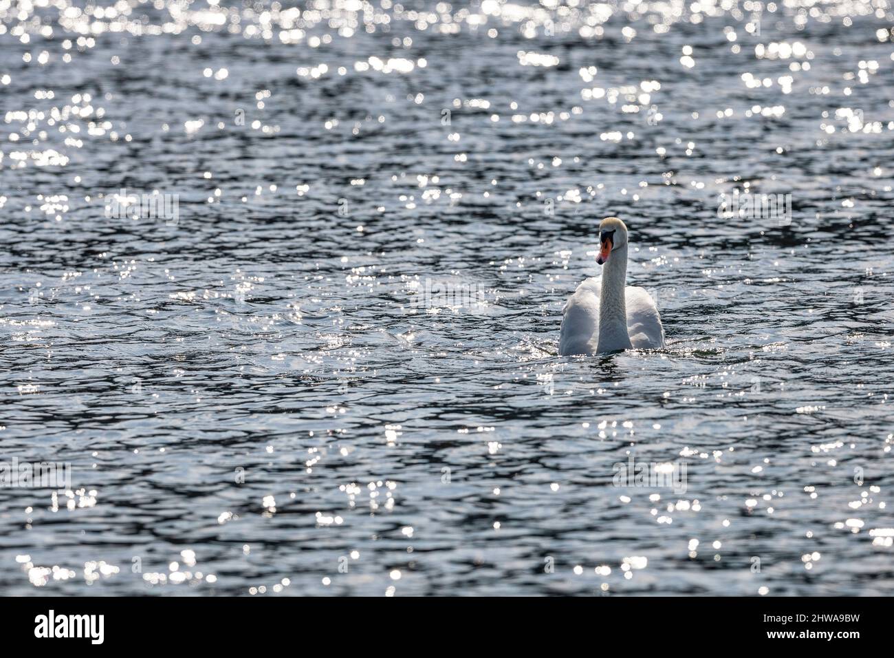 mute swan (Cygnus olor), on a twinkling water surface, Germany Stock ...