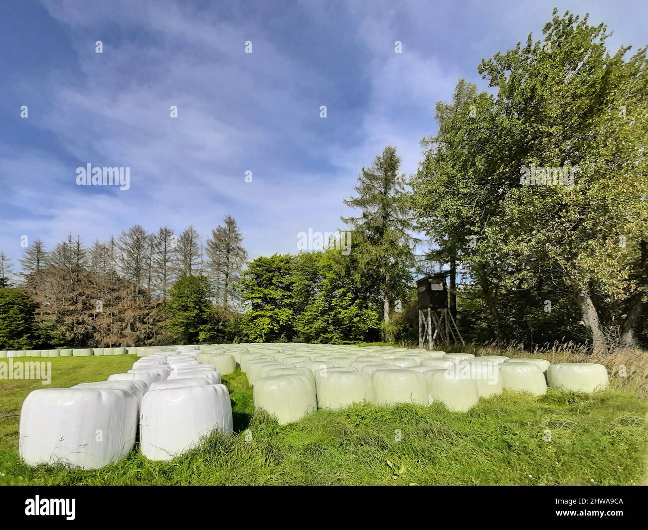 round silo bales stored on the edge of a grassland area in front of ...