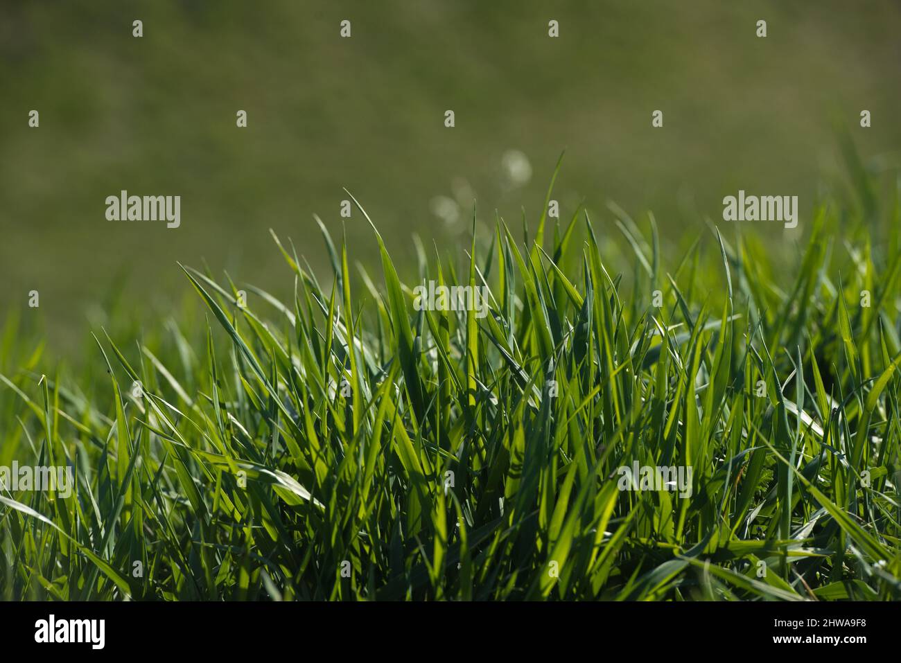 Closeup of some grass blades in a green field, perfect for backgrounds ...