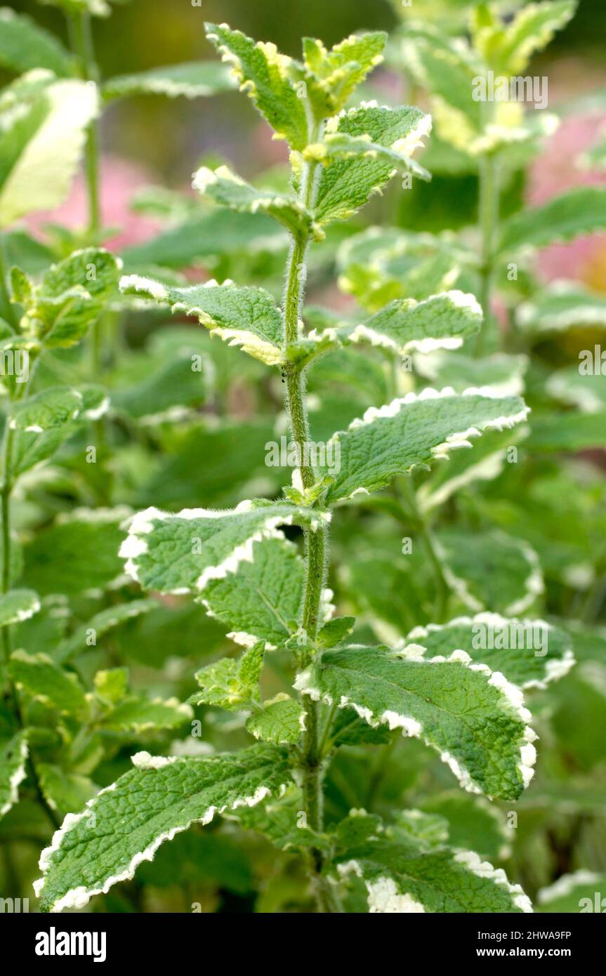 Pineapple Mint Mentha Suaveolens Variegata Mentha Suaveolens