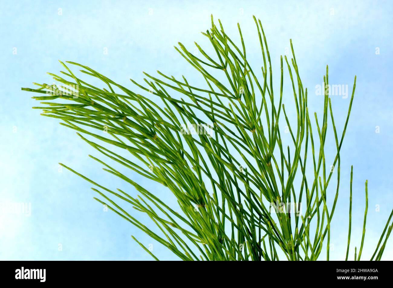 field horsetail (Equisetum arvense), stems against blue sky, Germany ...