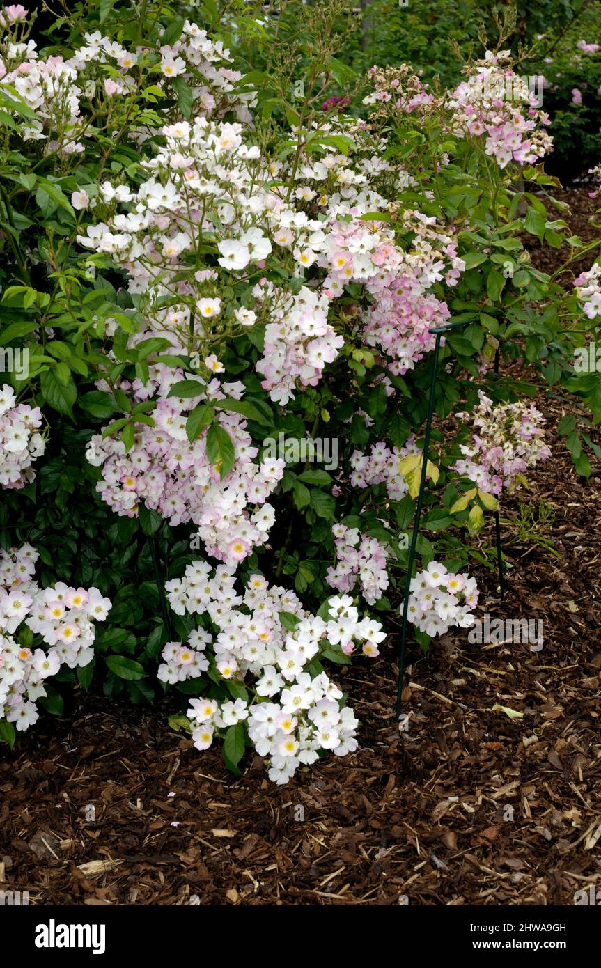 ornamental rose (Rosa 'Ballerina', Rosa Ballerina), cultivar Ballerina ...