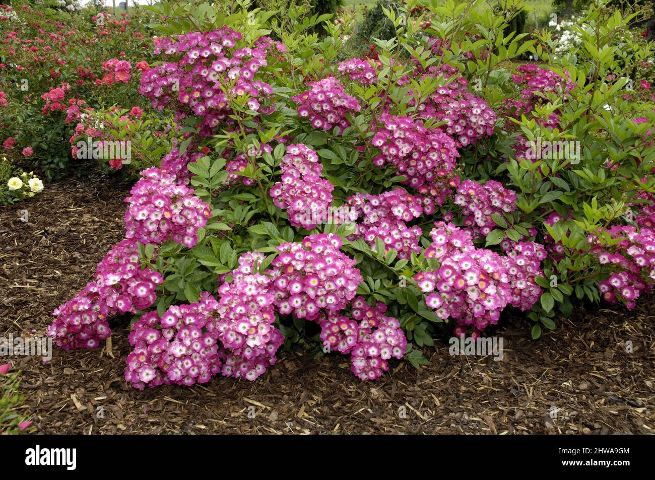 Red rose angiosperm angiosperms hi-res stock photography and images - Alamy