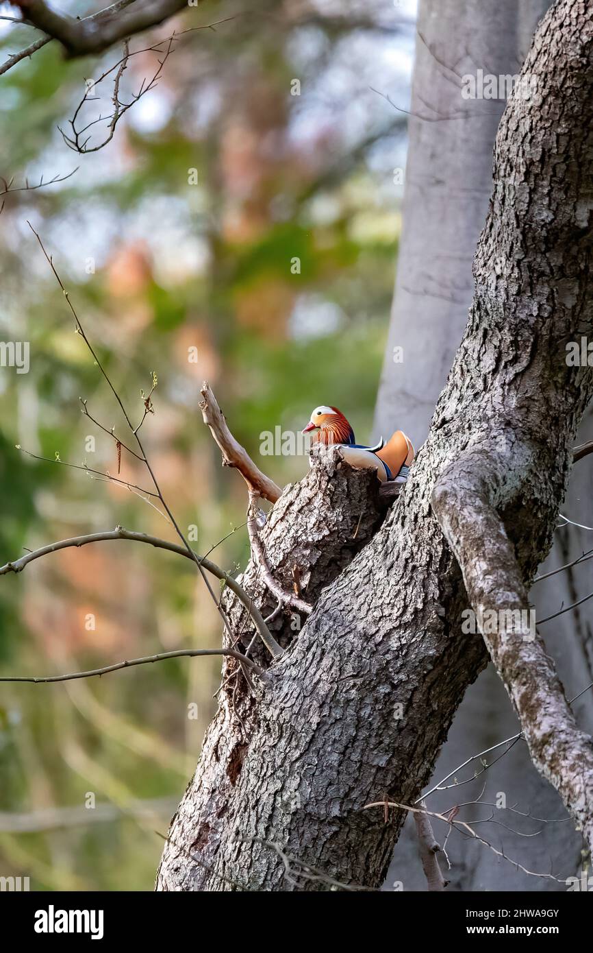 Vertical view ducks perching hi-res stock photography and images - Alamy
