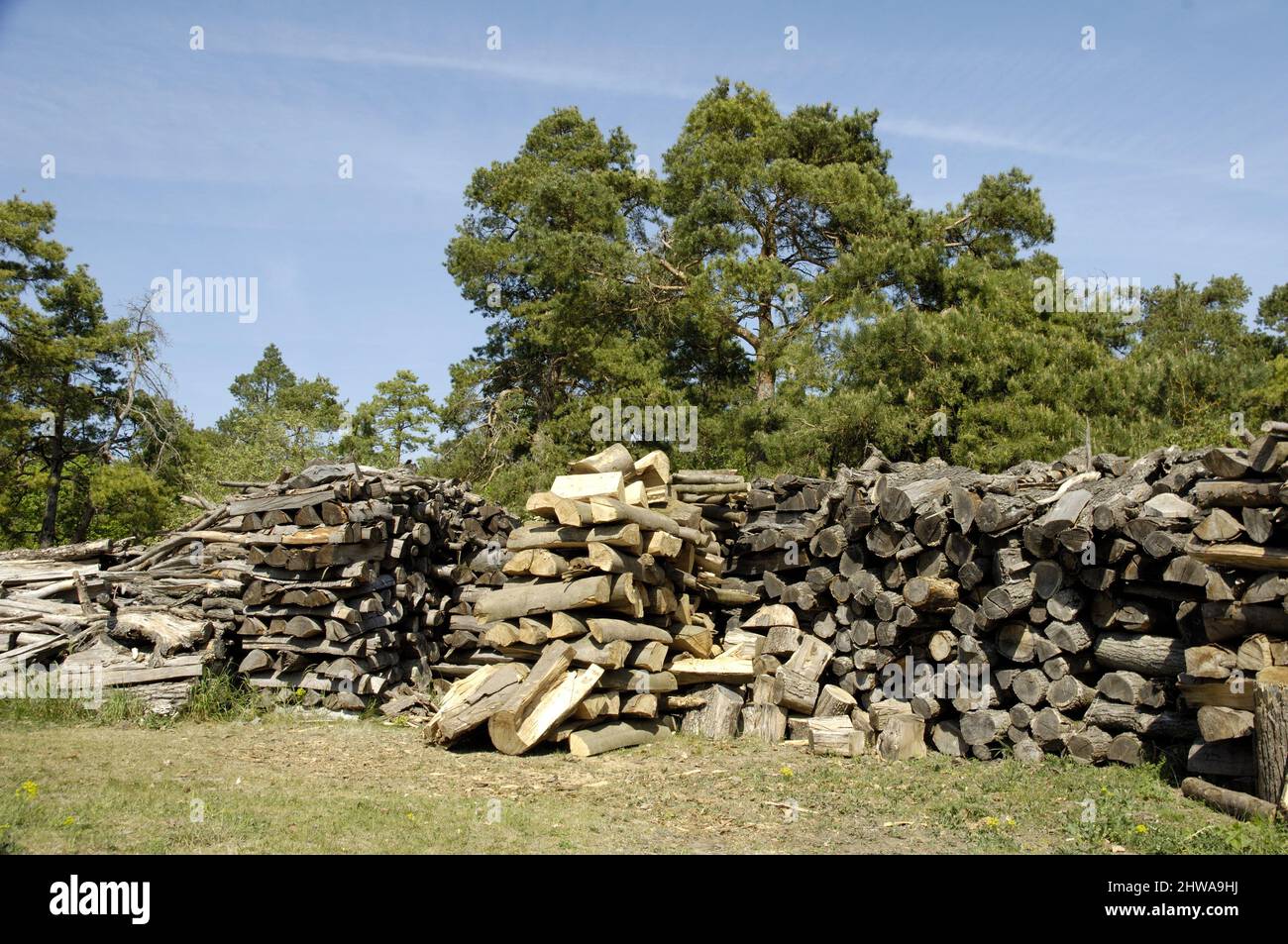 lumber yard, wood billets, Germany Stock Photo - Alamy