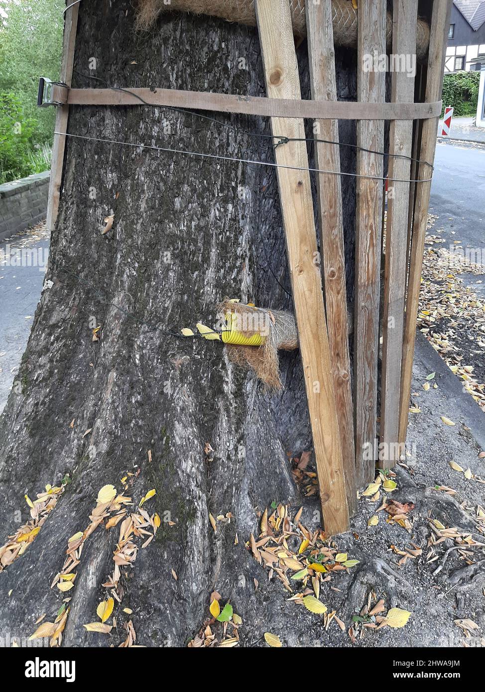 lime tree trunk is protected from road works with roof battens, Germany ...