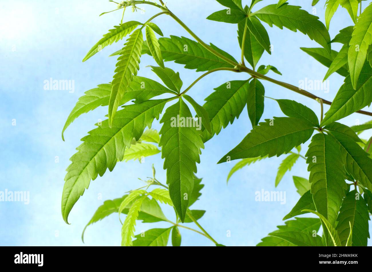 Cut-Leaf Chastetree, Cut-Leaf Vitex, Chinese chaste tree, Five-leaved ...