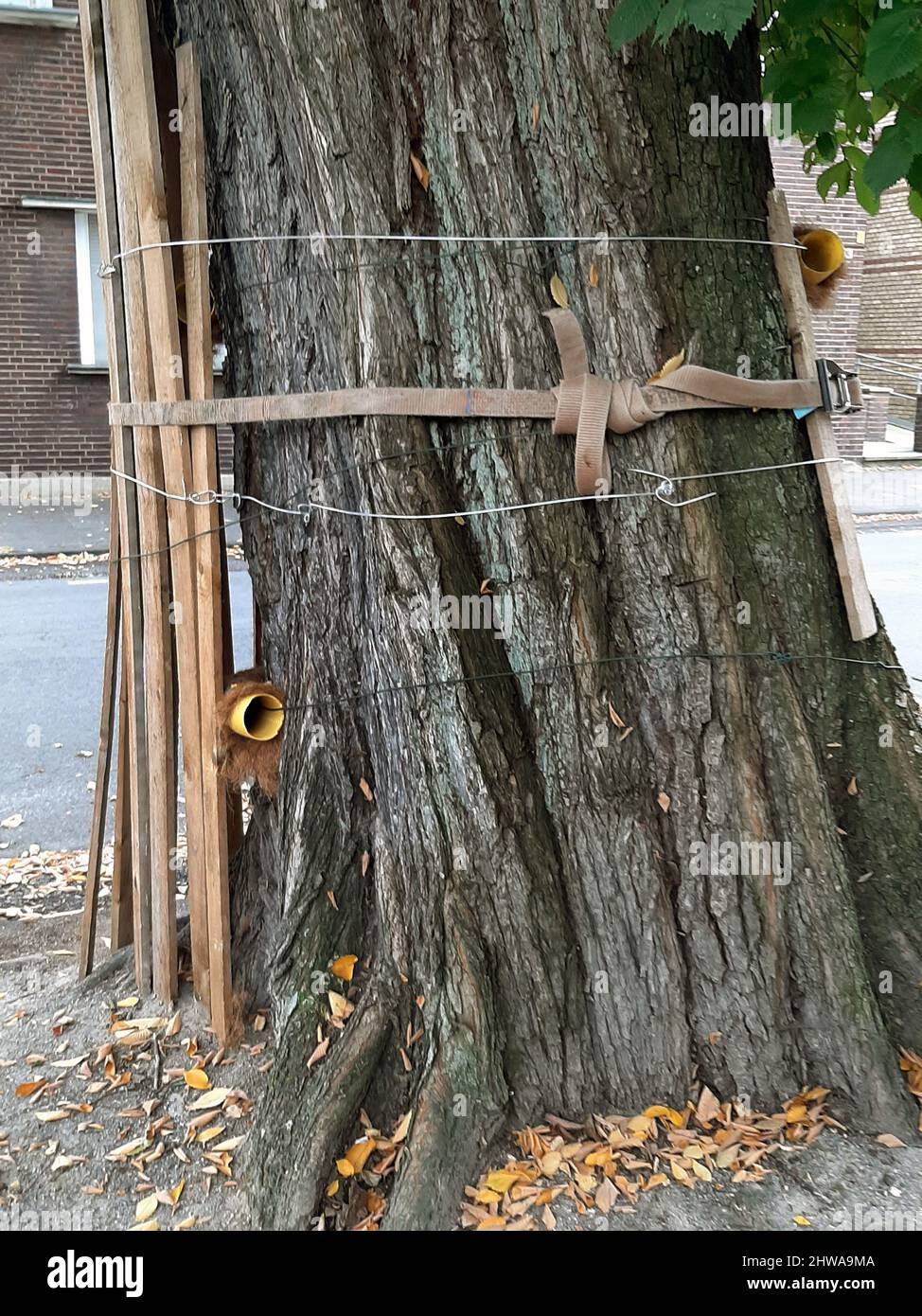 lime tree trunk is protected from road works with roof battens, Germany ...